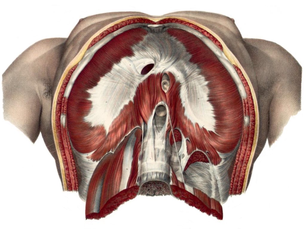 Public-Domain Illustrations of the Diaphragm | Emily Greenleaf
