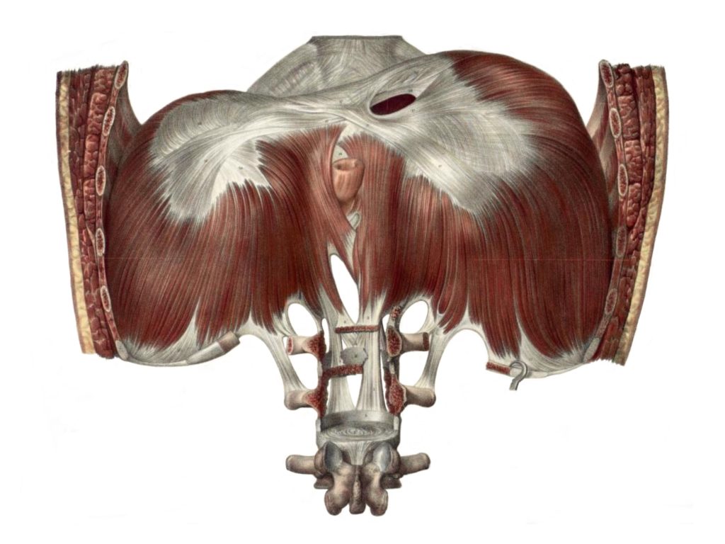 Public-Domain Illustrations of the Diaphragm | Emily Greenleaf