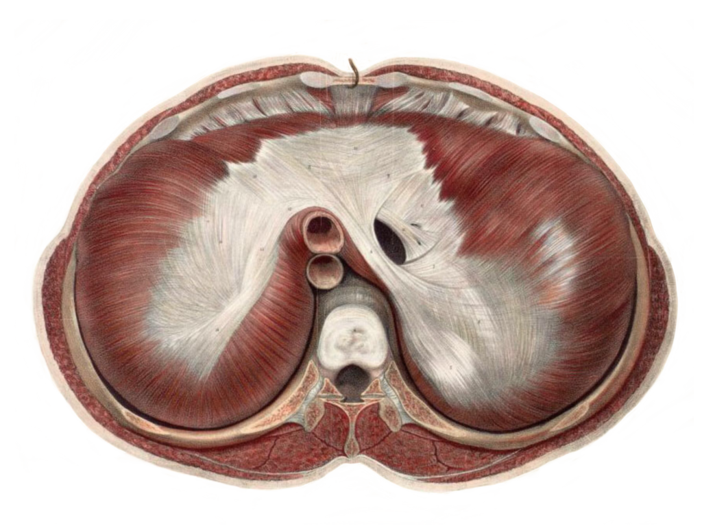 Public-Domain Illustrations of the Diaphragm | Emily Greenleaf